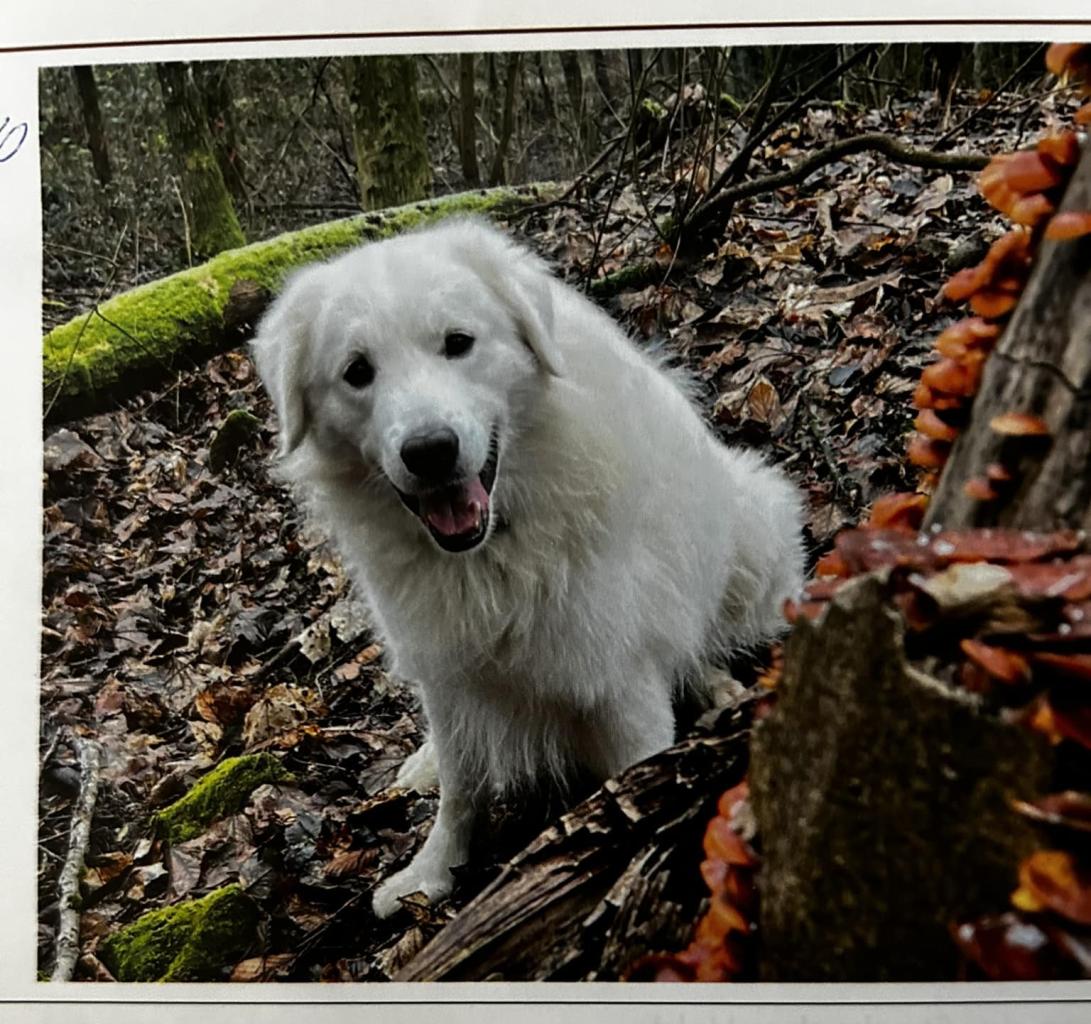 Hľadá sa pes - Oficiálna stránka obce Jarok